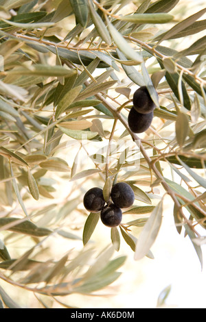 Olives growing the tree Marrakesh Morocco Stock Photo - Alamy
