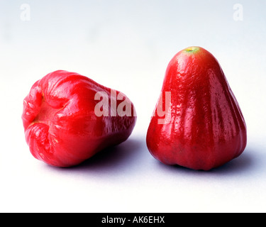 Water apples fruit, Syzygium aqueum on its tree, known as rose apples ...