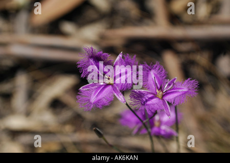 Fringed Violet or Fringed Lily Thysanotus tuberosus New South Wales ...