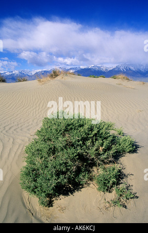 Olancha Sand Dunes on the edge of dry Owens Lake below the Sierra ...