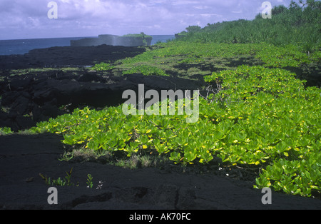 INDEPENDENT SAMOA Upola O Le Pupu pu e National Park A stretch of O le ...