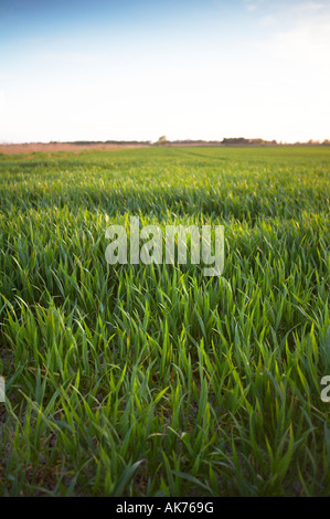 barley field at sunset, norfolk, england Stock Photo - Alamy