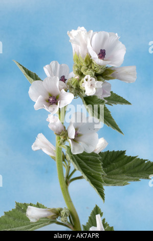 Common Marshmallow / White Mallow Stock Photo - Alamy