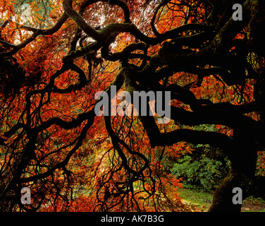 Ireland, Maple tree in autumn Stock Photo - Alamy