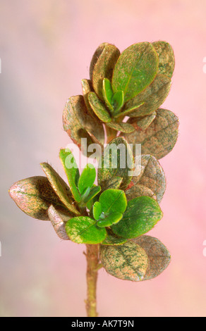 Leaf bronzing typical Azalea lace bug damage Stock Photo - Alamy