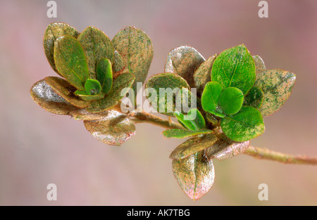 Leaf bronzing typical Azalea lace bug damage Stock Photo - Alamy