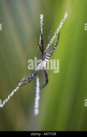 orb weaver spider on web in the morning sun Stock Photo - Alamy