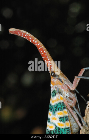 Long nosed Lantern Bug (Pyrops candelaria) in Tak, northern Thailand ...