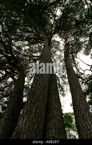 A look through the trunks of tall pine trees at a valley under a cloudy ...
