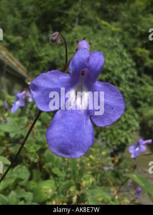 Nodding Violet, strep (Streptocarpus caulescens), flower Stock Photo ...