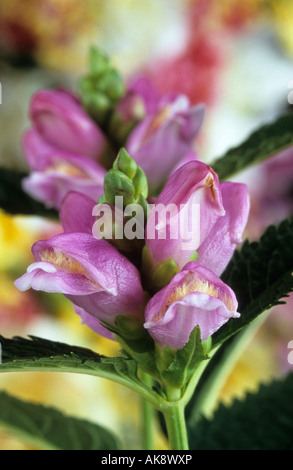 Pink flowers of Chelone obliqua. the red turtlehead, rose turtlehead ...