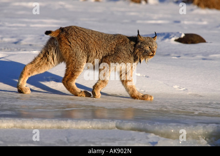 Canadian Lynx (Lynx canadensis) adult, walking on snow in forest ...