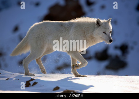 An Arctic Wolf Stock Photo - Alamy