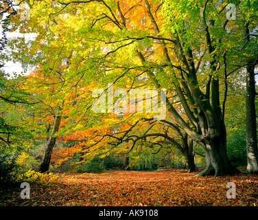 keston forest north kent autumn colours england uk vibrant colour quiet ...