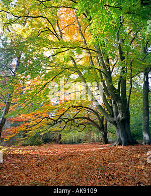 keston forest north kent autumn colours england uk vibrant colour quiet ...
