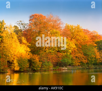 keston forest north kent autumn colours england uk vibrant colour quiet ...