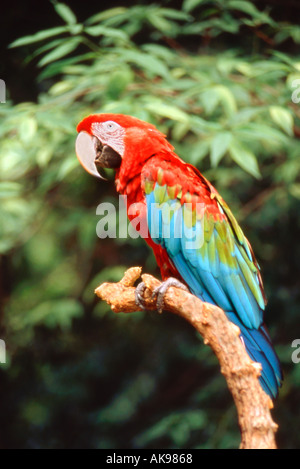 Blue and gold macaw bird perched in a tree Stock Photo - Alamy