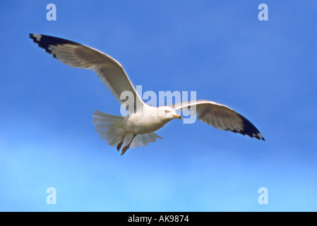 Single seagull flying in a blue sky background Stock Photo - Alamy