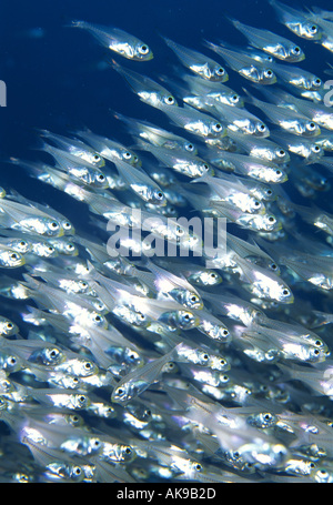 Tropical fish Slender sweeper in school Okinawa island Japan Stock ...