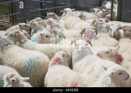 White sheep in its fold Stock Photo - Alamy