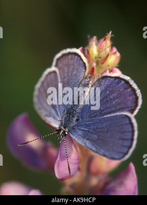 Male Karner Blue, Lycaeides melissa samuelis Stock Photo - Alamy