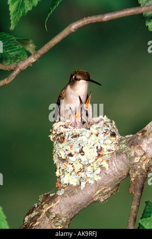 Baby Ruby Throated Hummingbirds in Nest Vertical Stock Photo - Alamy