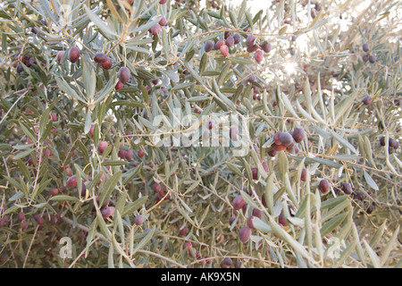 Olives growing the tree Marrakesh Morocco Stock Photo - Alamy