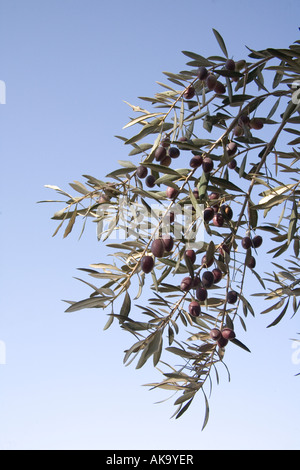 Olives growing on the tree, Marrakesh, Morocco Stock Photo - Alamy