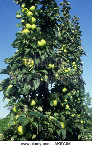 Columnar apple tree Stock Photo: 88741334 - Alamy