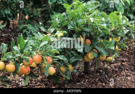 Step over apple tree Stock Photo - Alamy