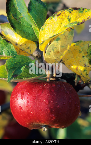 Apple Red Pixie Stock Photo - Alamy