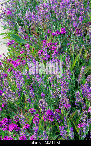 Verbena 'Blue Princess' Stock Photo - Alamy