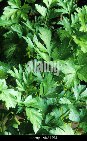 Flat leaved parsley Stock Photo - Alamy