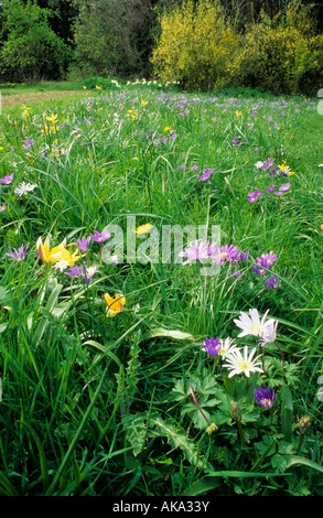 Ashton Wold Peterborough Miriam Rothschild's wildlife garden Spring ...