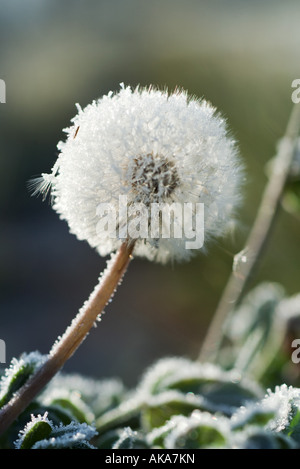 dandelion, frozen, ice crystals, dandelions, löwenzahn font, frozens ...