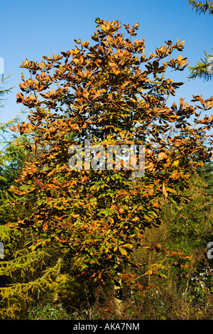 Horse Chestnut (Aesculus hippocastanum) sapling, deciduous woodland ...
