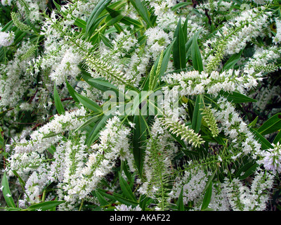 Hebe salicifolia White flowering evergreen shrub Stock Photo - Alamy