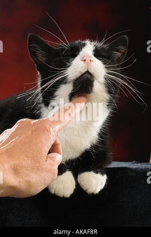 cat being crawled Stock Photo - Alamy