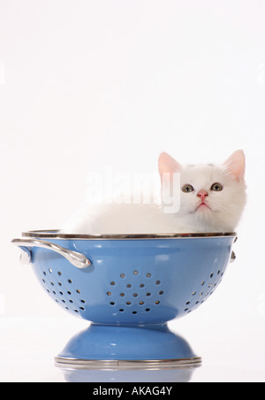 kitten in colander Stock Photo - Alamy