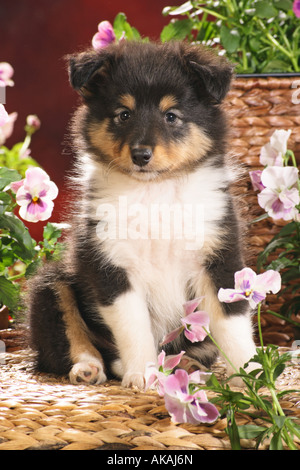 Cute shetland sheepdog sitting between grass looking at the camera ...