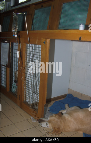 vet and dog Stock Photo - Alamy