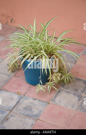 Spider pot plant, Marrakesh, Morocco, Africa Stock Photo - Alamy