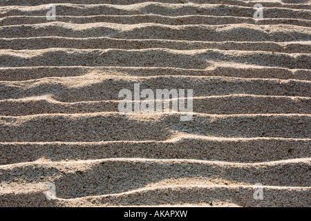 Drying of the rice grain in the sunlight after harvest.traditional ...
