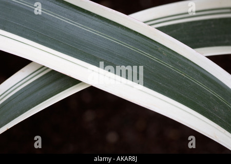 Bromeliad plant (Guzmania 'Purple and Stripes'). Photographed in the ...