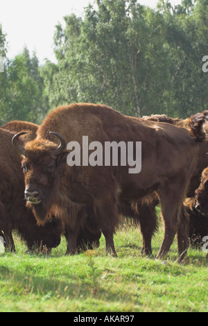 European Bull Bison Stock Photo - Alamy