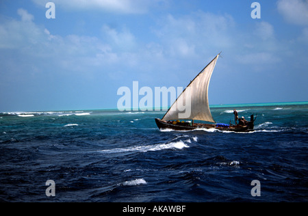 Dhow sailing boat Lateen rigged coastal sailing vessel of Arab origin ...