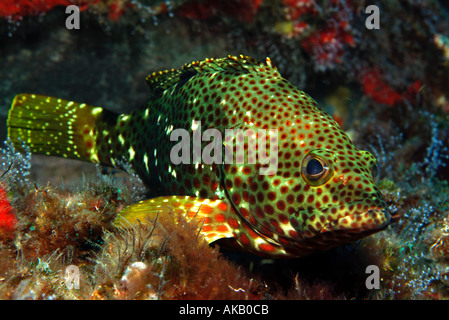 Rock hind grouper in the Gulf of Mexico, off Texas Stock Photo - Alamy