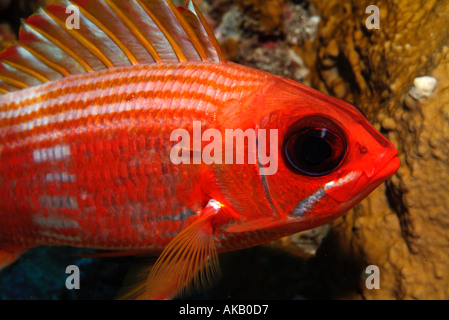 Squirrel fish in the Gulf of Mexico, off Texas Stock Photo: 1485665 - Alamy