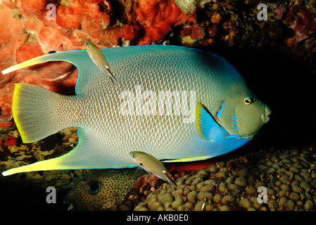 Townsend angelfish in the Gulf of Mexico Stock Photo - Alamy