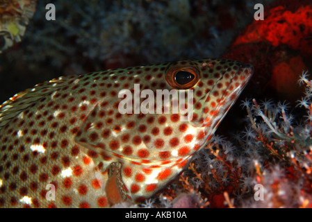 Rock hind grouper in the Gulf of Mexico, off Texas Stock Photo - Alamy